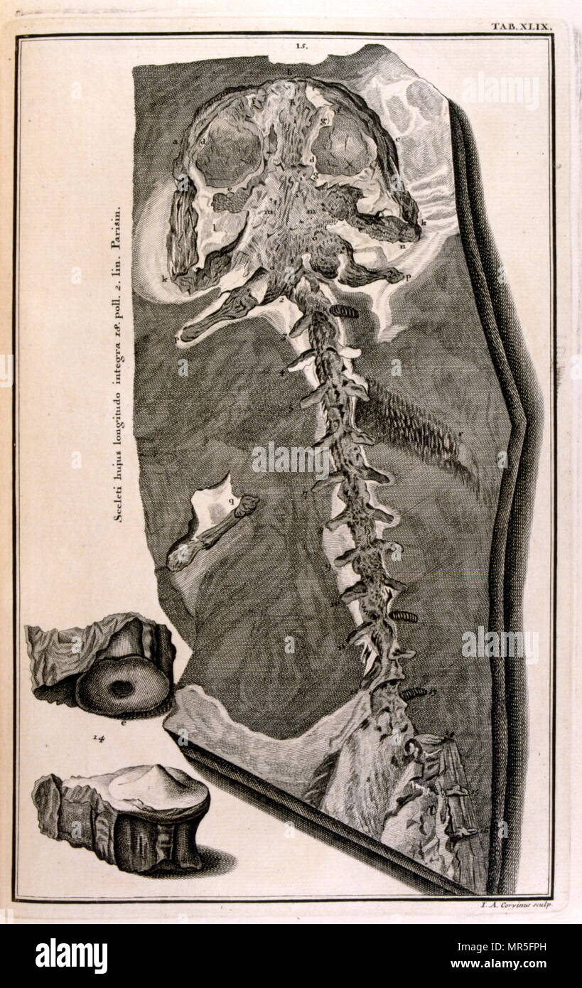 Fossils surviving from great flood hi-res stock photography and images ...