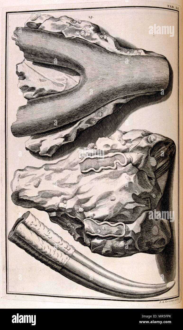 Fossils surviving from great flood hi-res stock photography and images ...