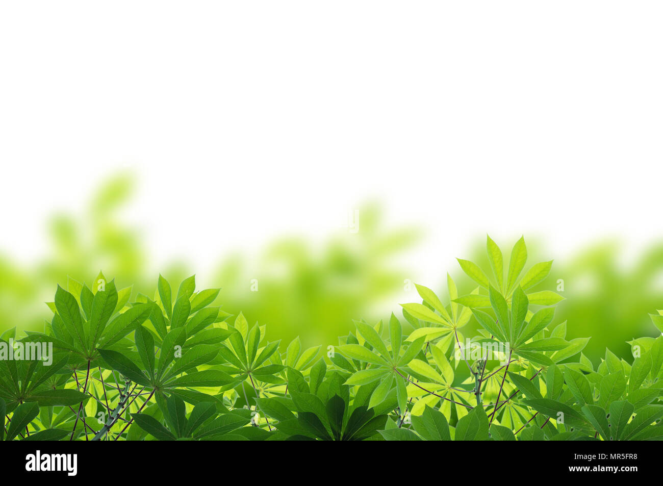 green leaves frame isolated on white background Stock Photo - Alamy