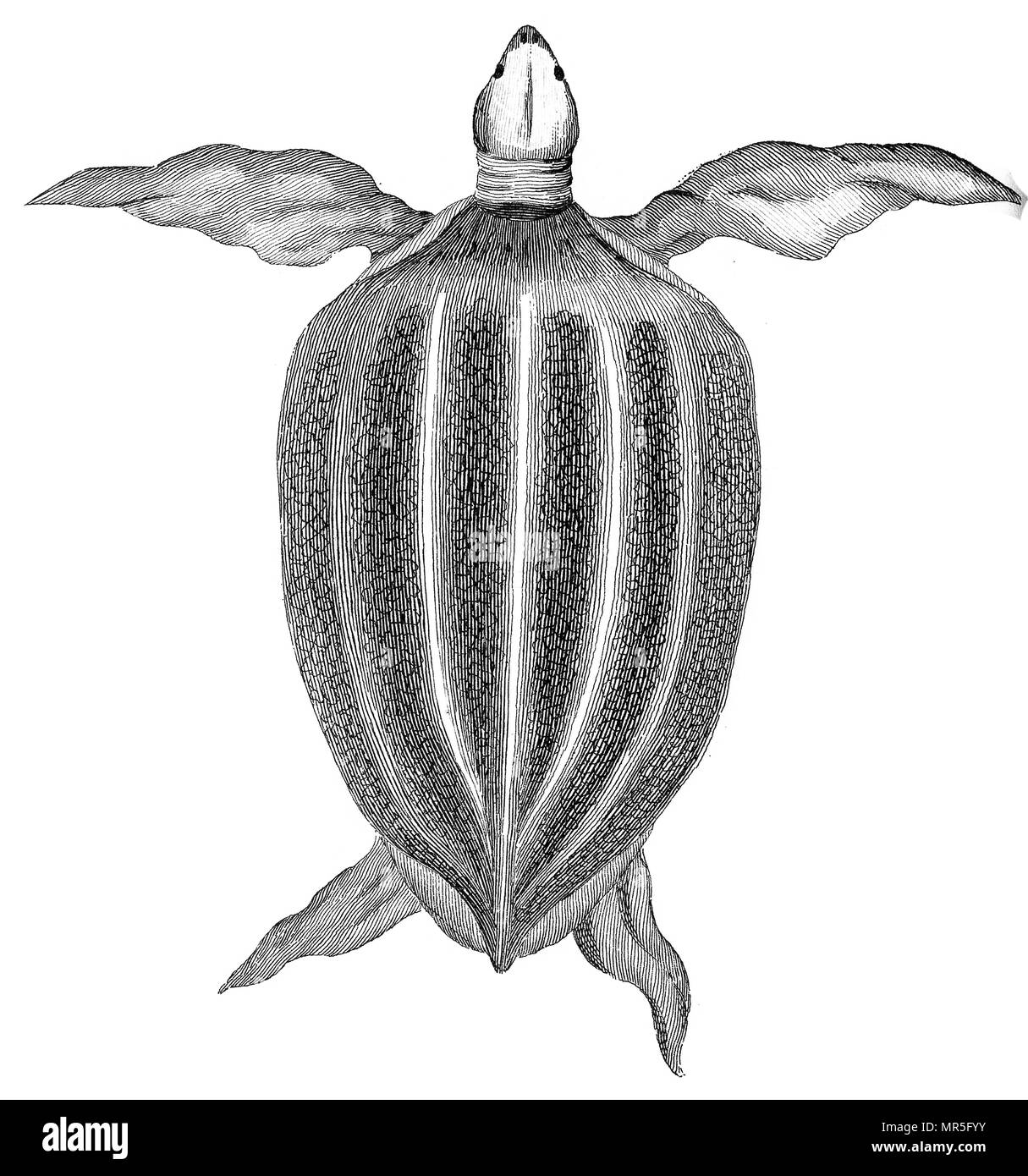 Thomas the tortoise Black and White Stock Photos & Images - Alamy