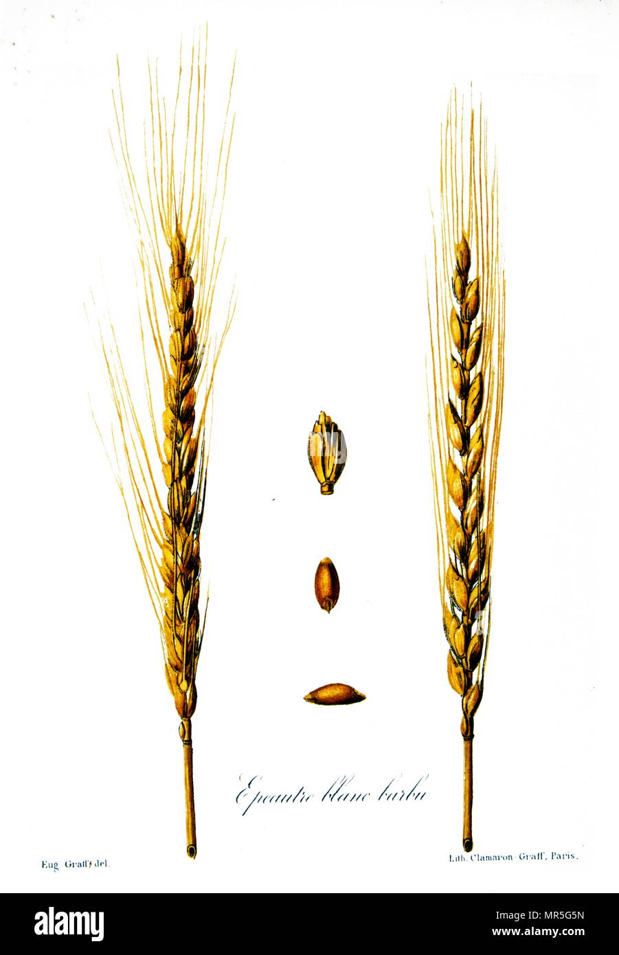 French 19th century illustration of ears of corn Stock Photo - Alamy