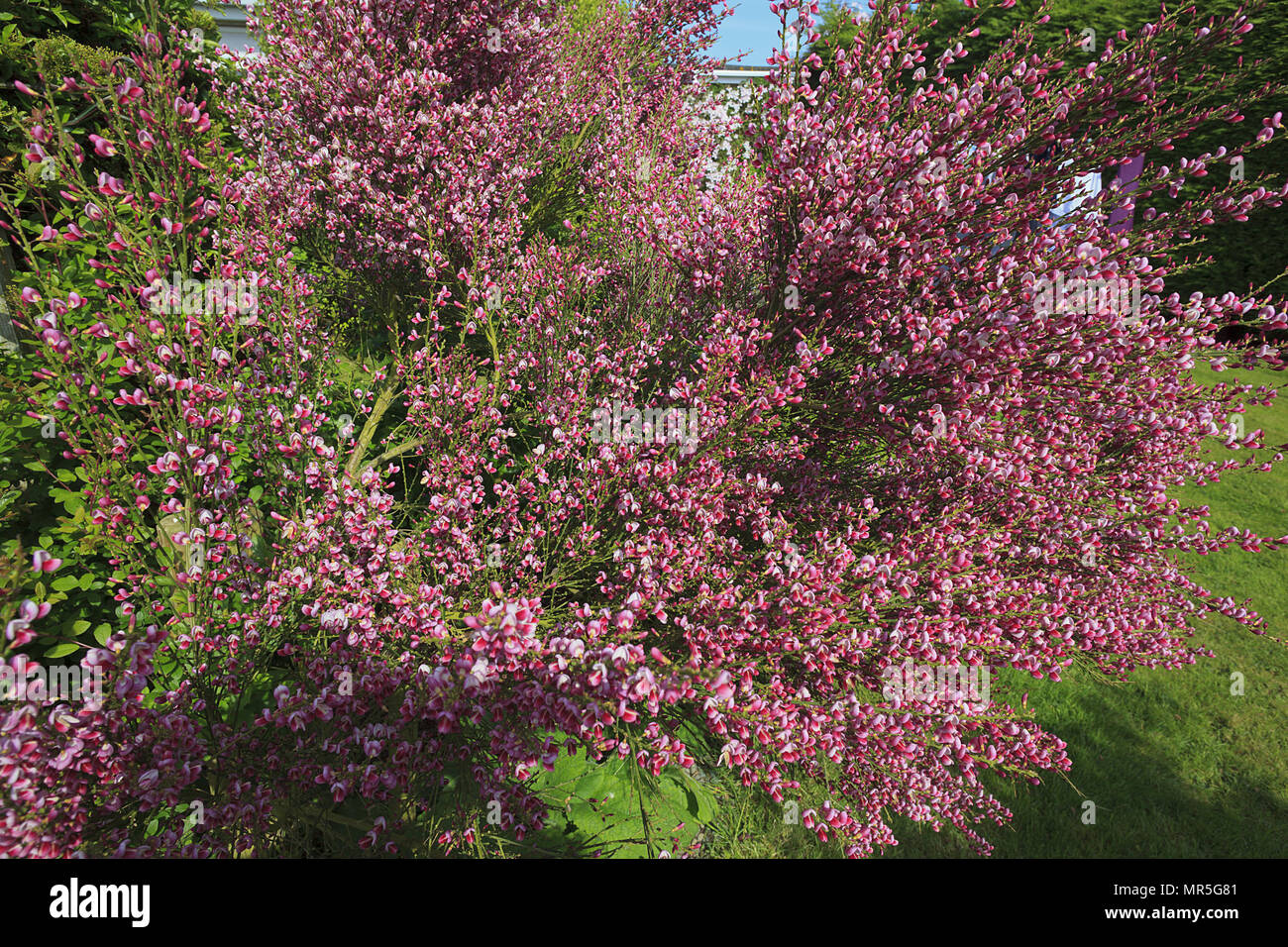 Broom in bloom hi-res stock photography and images - Alamy