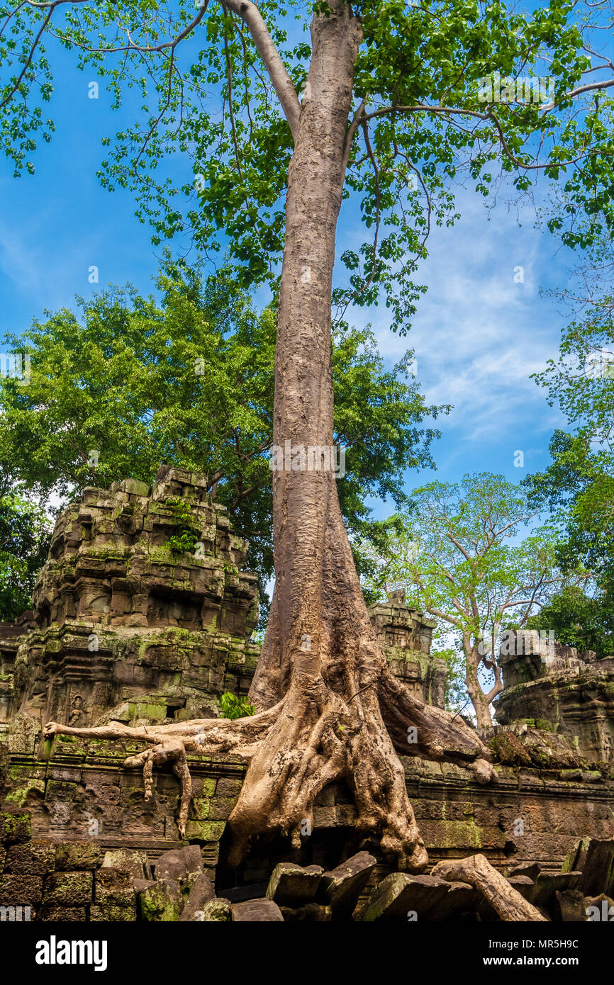 Big massive tree roots hi-res stock photography and images - Alamy