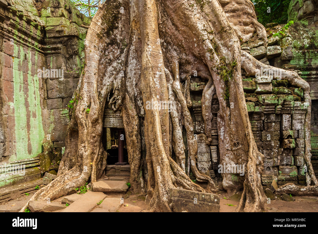 A close view of the huge magnificent roots of this Tetrameles tree that ...