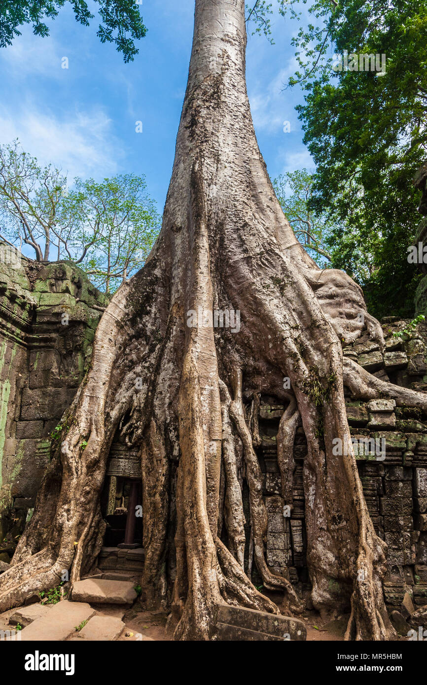 The famous Tetrameles tree which engulfs the atmospheric temple ruins ...
