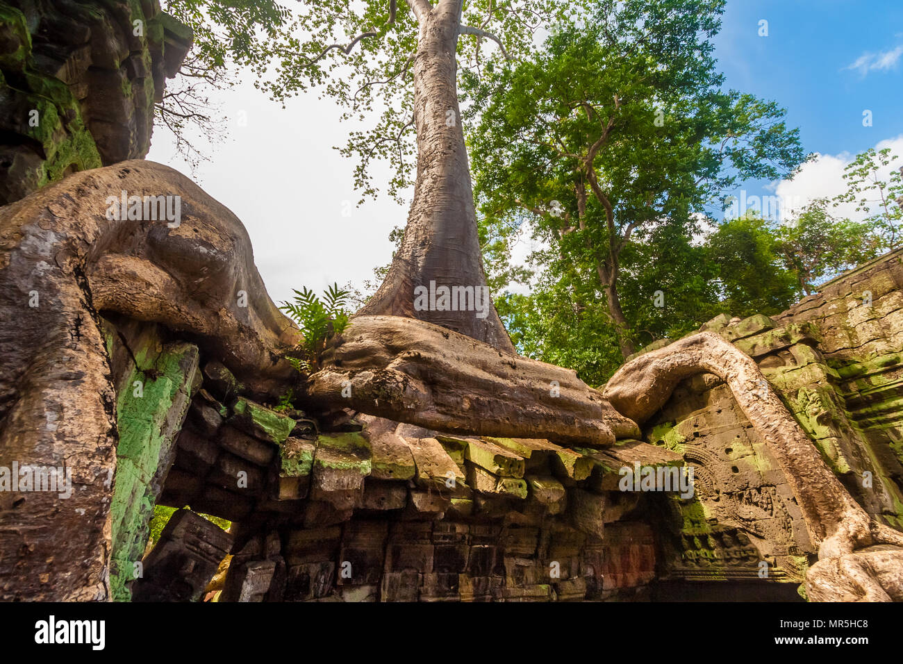 A Tetrameles tree with its huge endless roots coiling like a snake on ...
