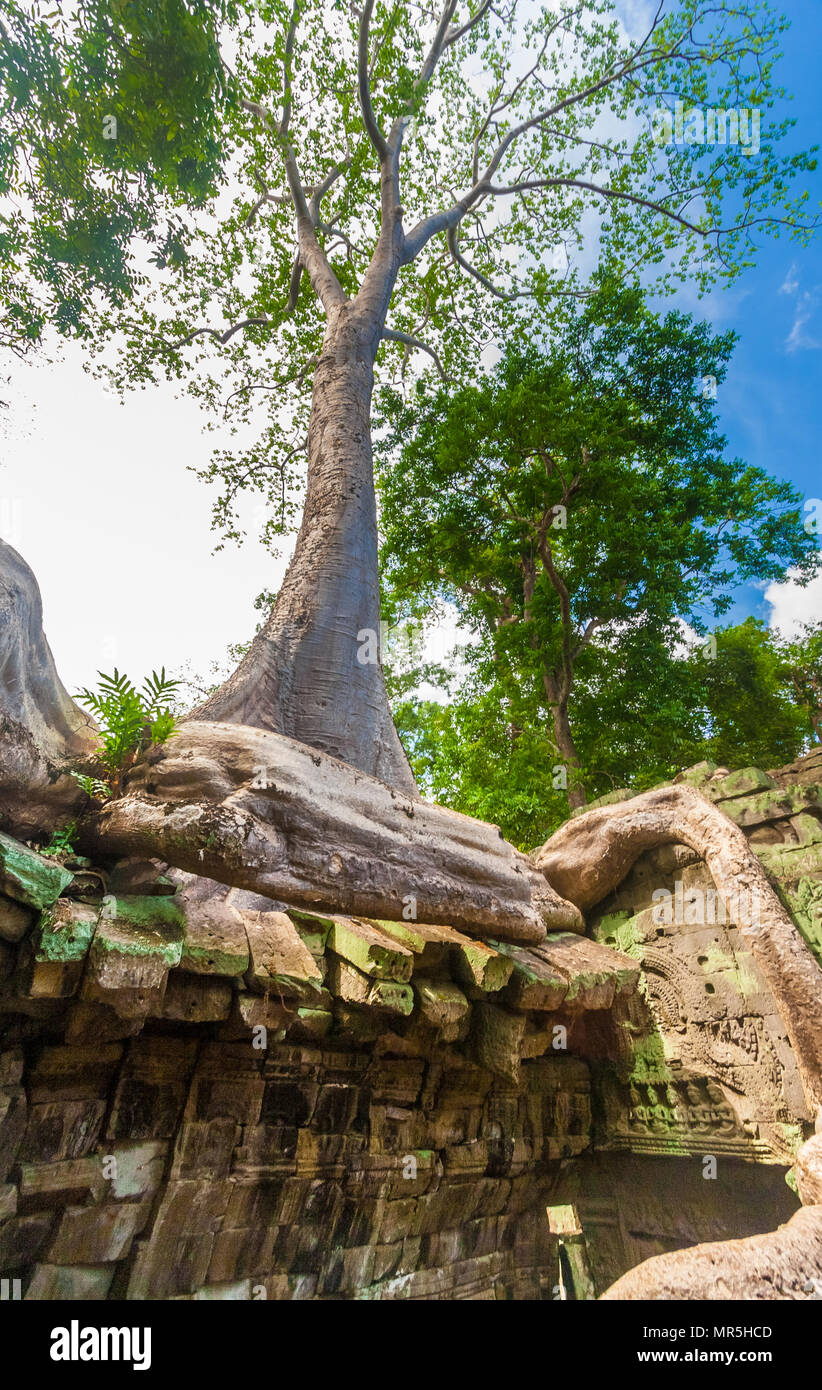 A big Tetrameles tree with its endless roots coiling like a snake on ...
