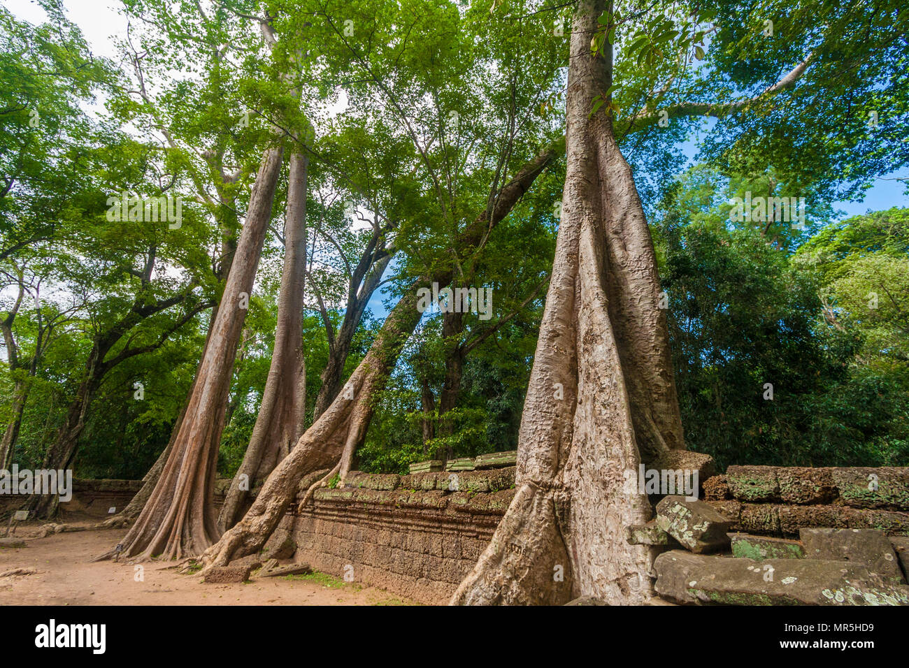Cambodia silk cotton tree ceiba pentandra or thitpok tetrameles ...