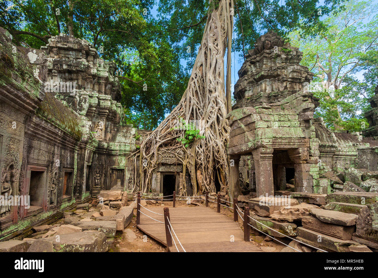 Ta prohm strangler fig tree hi-res stock photography and images - Alamy