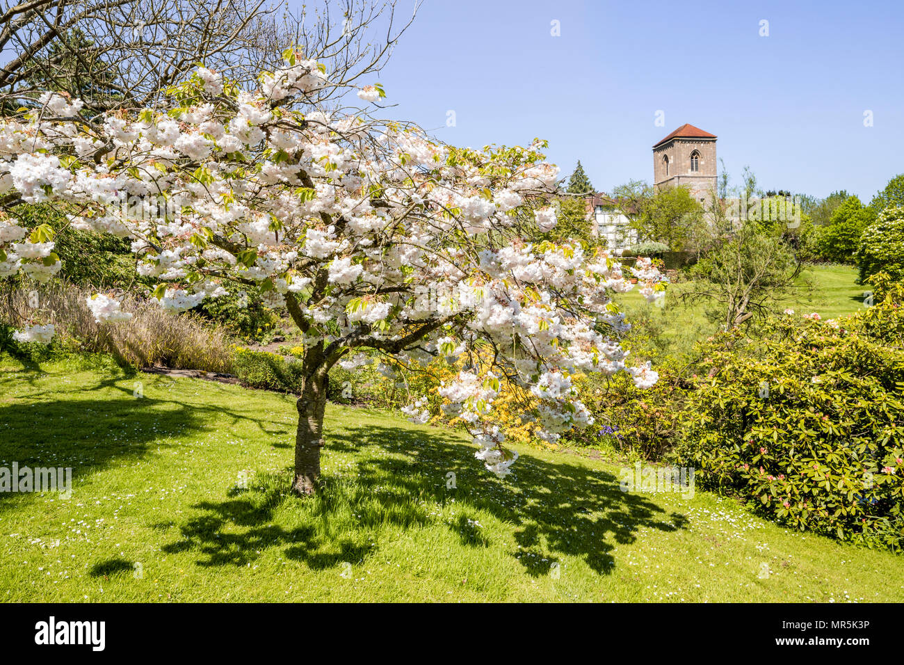 Cherry blossom in the gardens of Little Malvern Court a 15th century ...