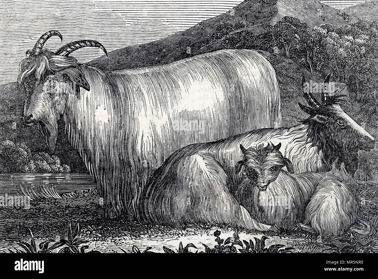 Engraving depicting an angora goat, a breed of domesticated goat that ...