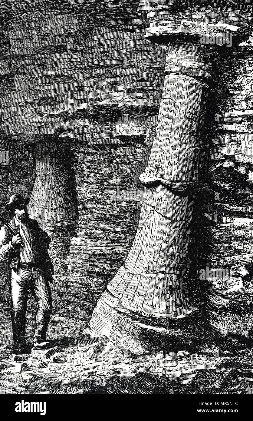 Engraving depicting fossil tree trunks in a coal mine at Treuil near St ...