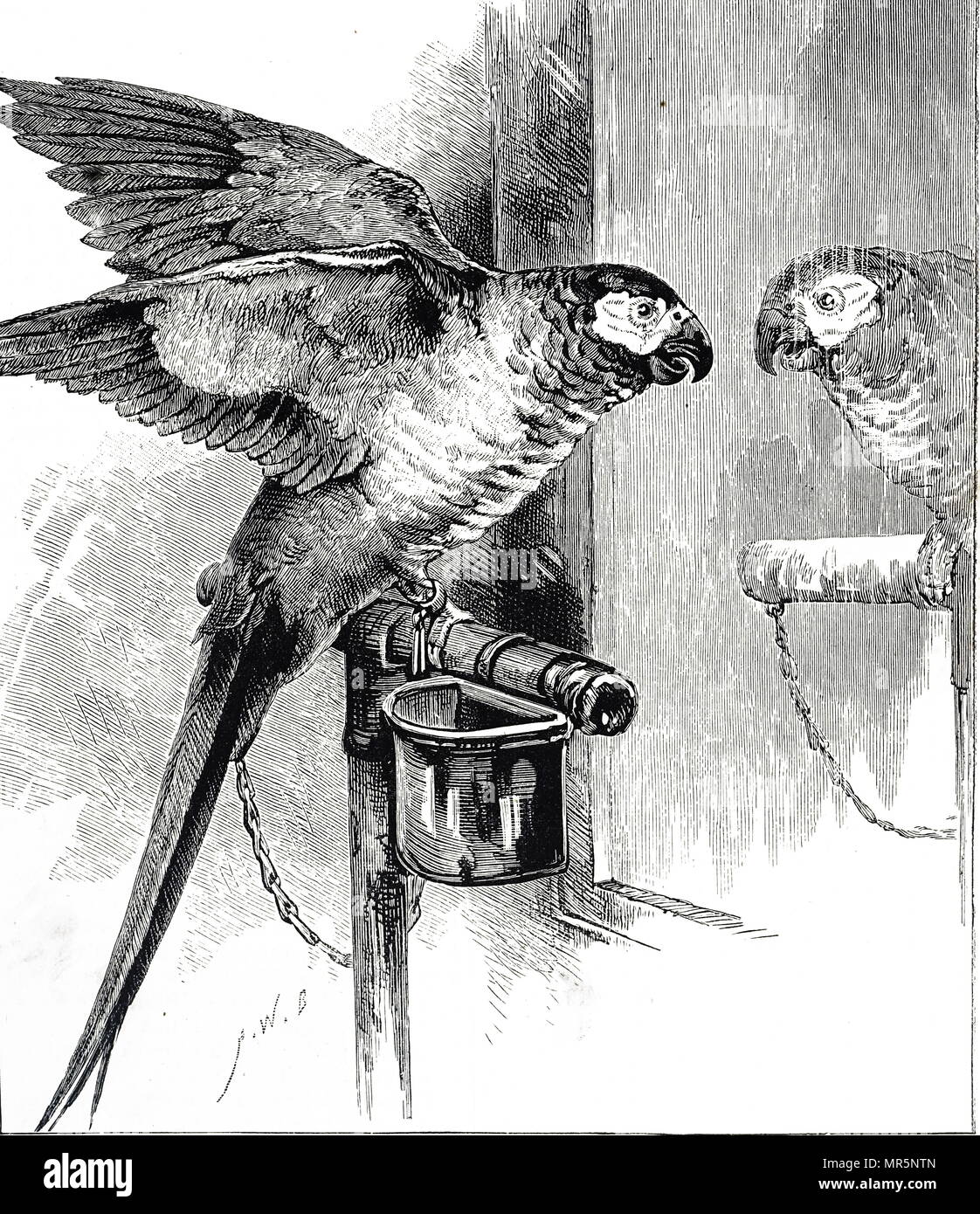 Engraving depicting a Macaw attacking his reflection. Dated 19th ...
