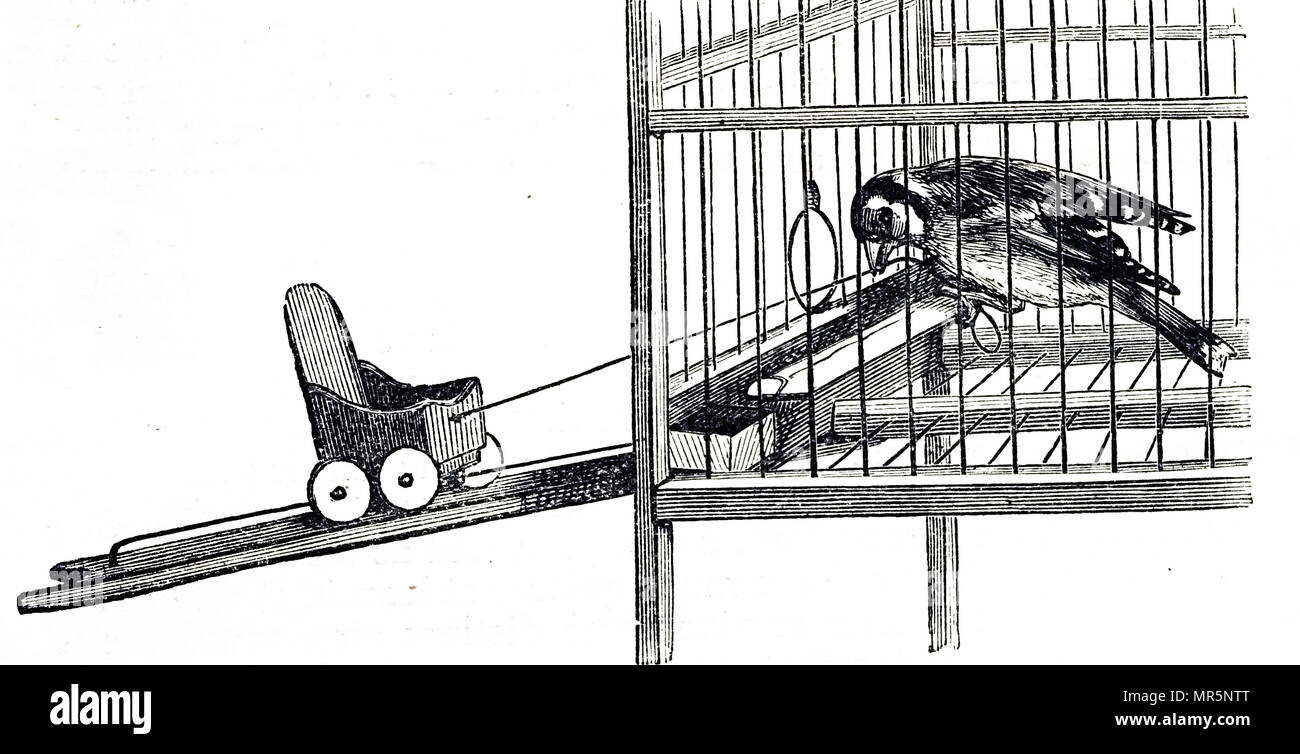 Engraving depicting a goldfinch in a cage. Dated 19th century Stock ...