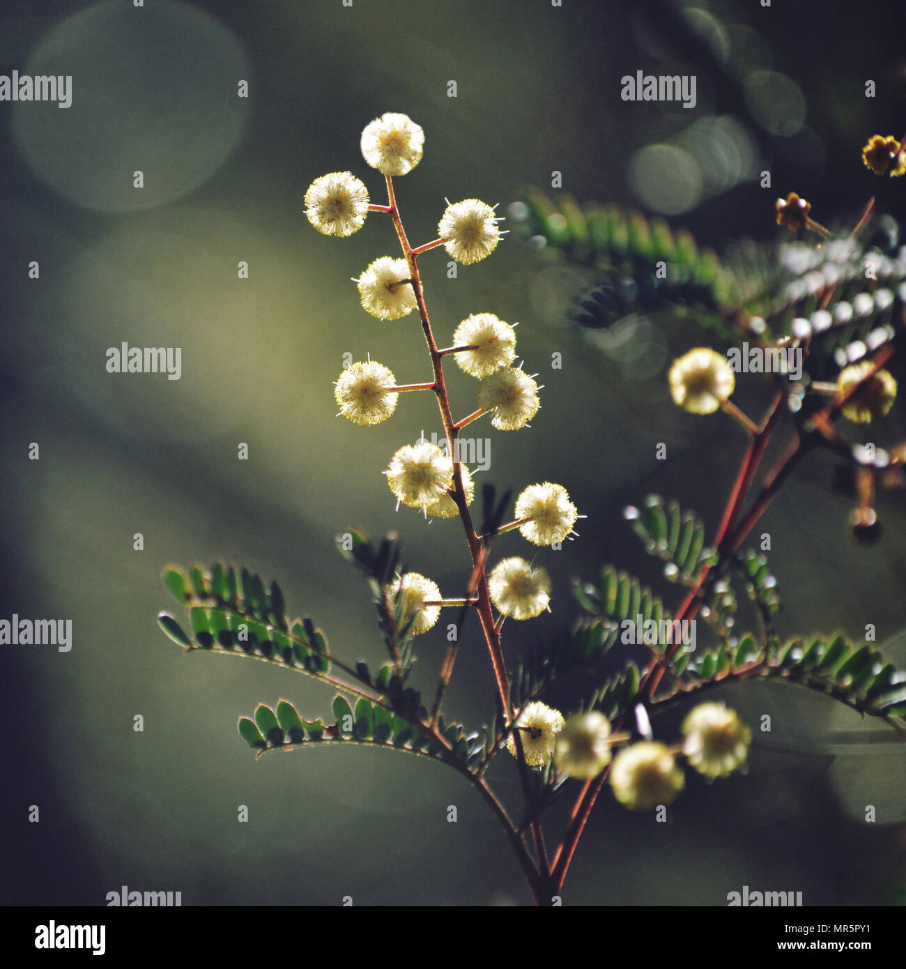 Sunshine Wattle, Acacia terminalis, growing in the Royal National Park ...