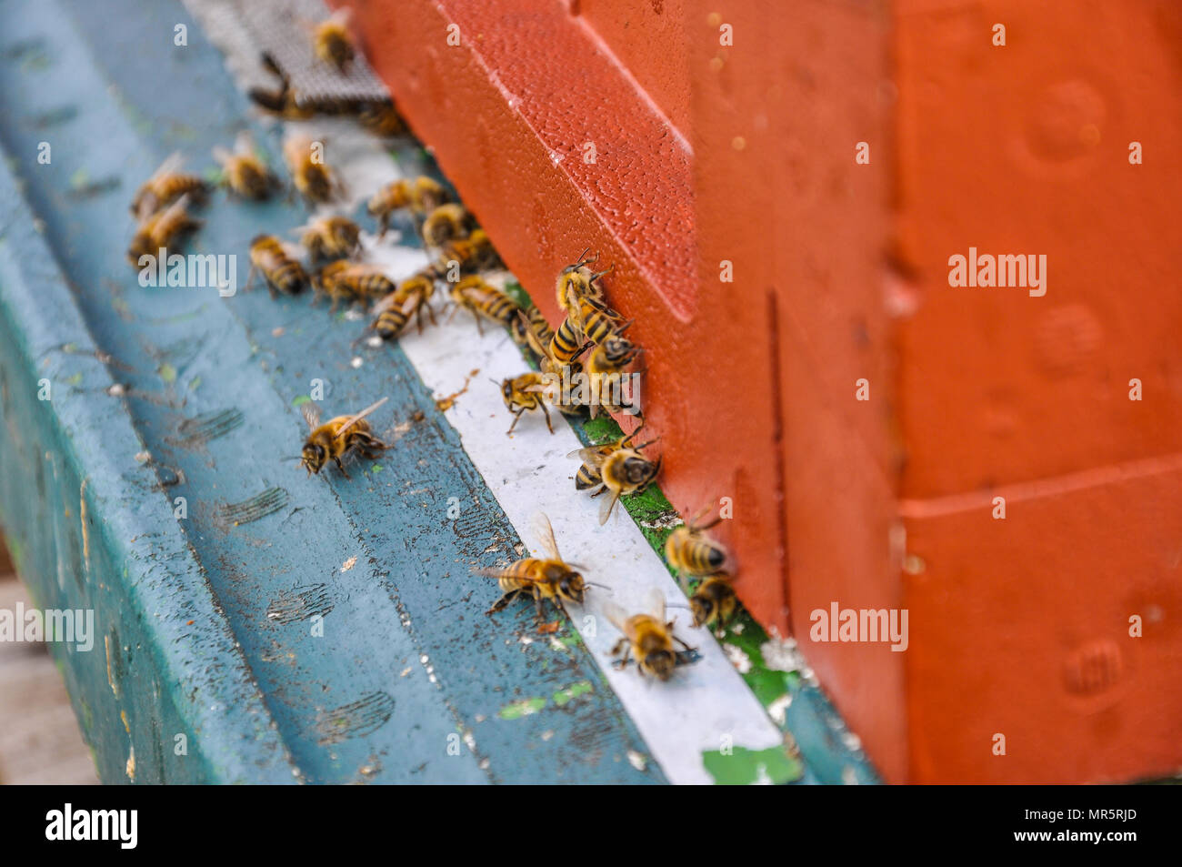 Honey bees outside a bee hive, in Sweden Stock Photo - Alamy