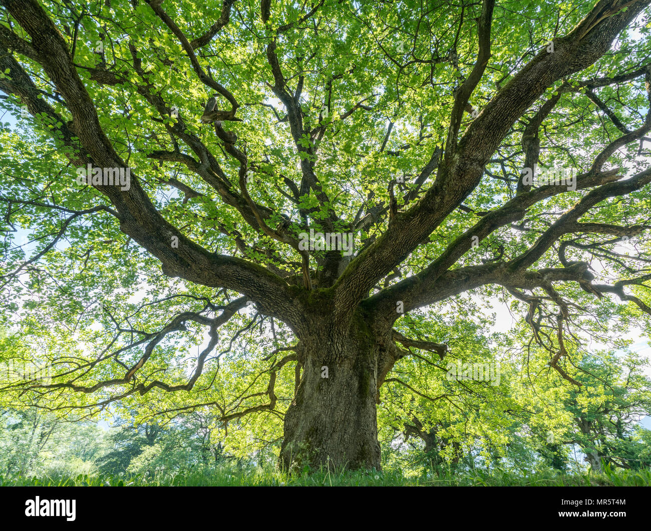 Shade giving tree hi-res stock photography and images - Alamy
