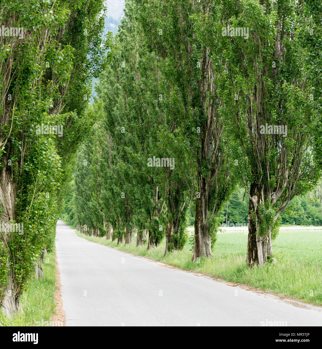 Huge old poplar tree hi-res stock photography and images - Alamy