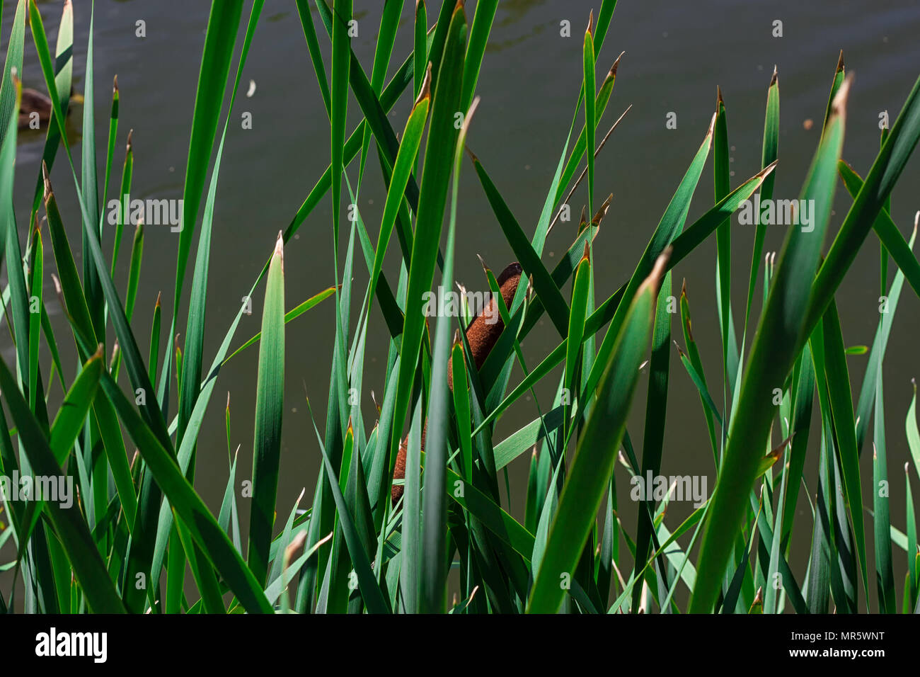Close up flowers reeds hi-res stock photography and images - Alamy