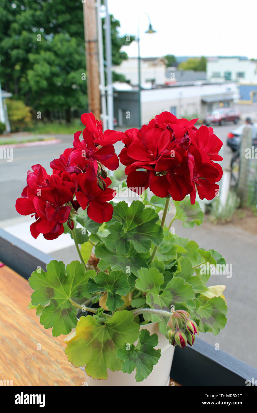 Red geranium in a small pot Stock Photo - Alamy