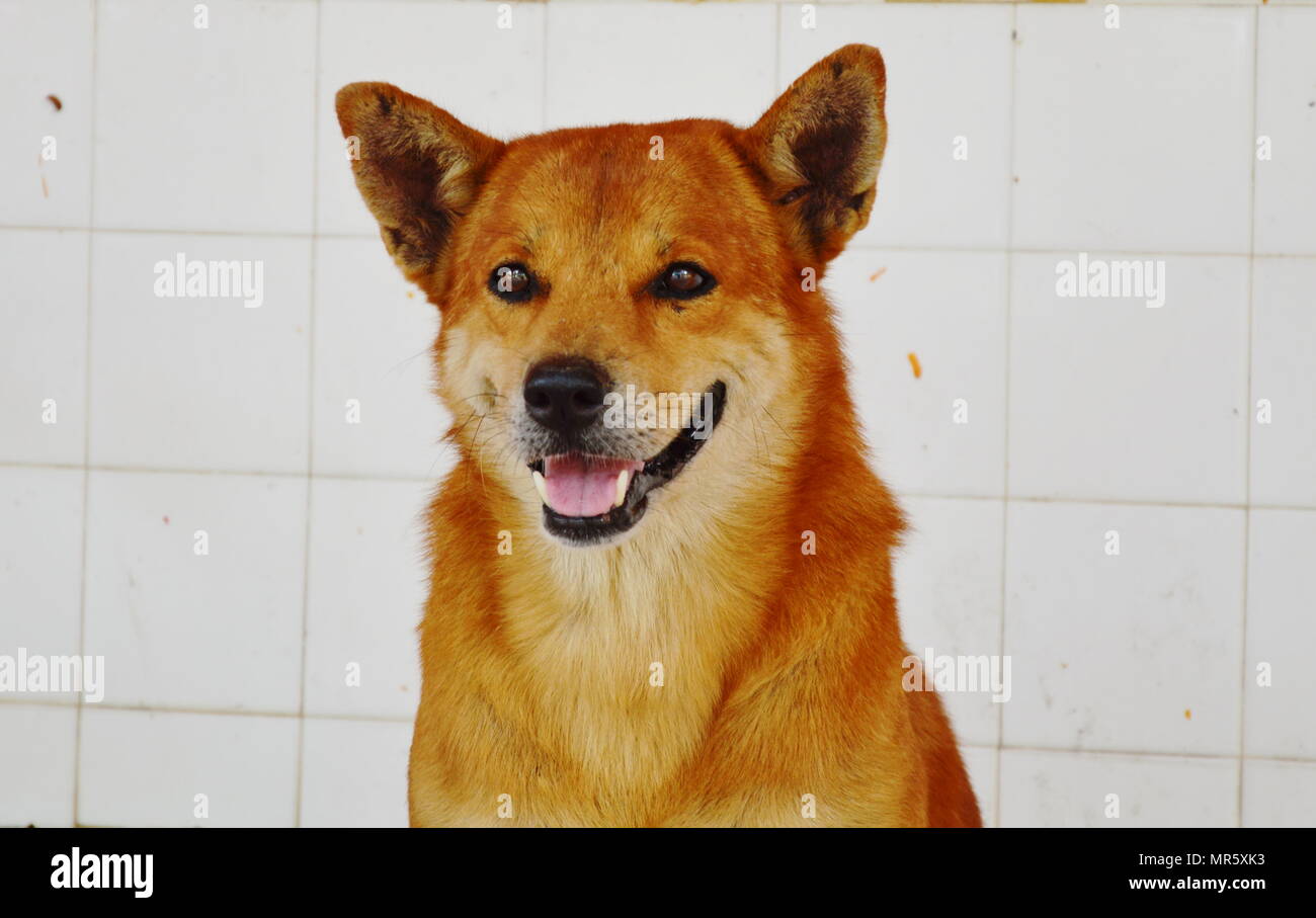 dog look like smiling and white tile wall background Stock Photo - Alamy