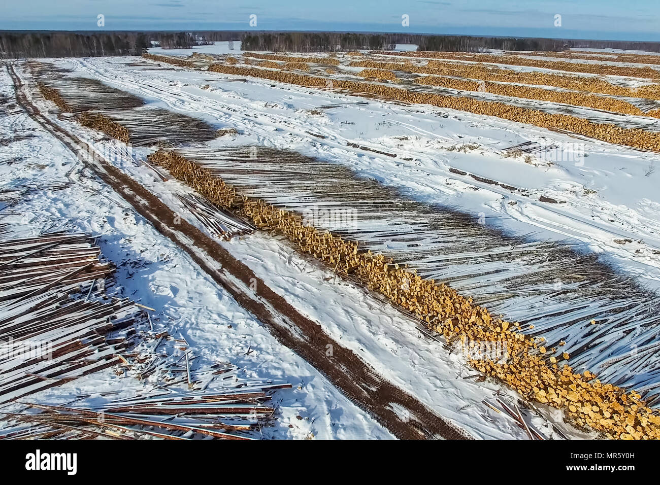 The felled trees lie under the open sky. Deforestation in Russia ...