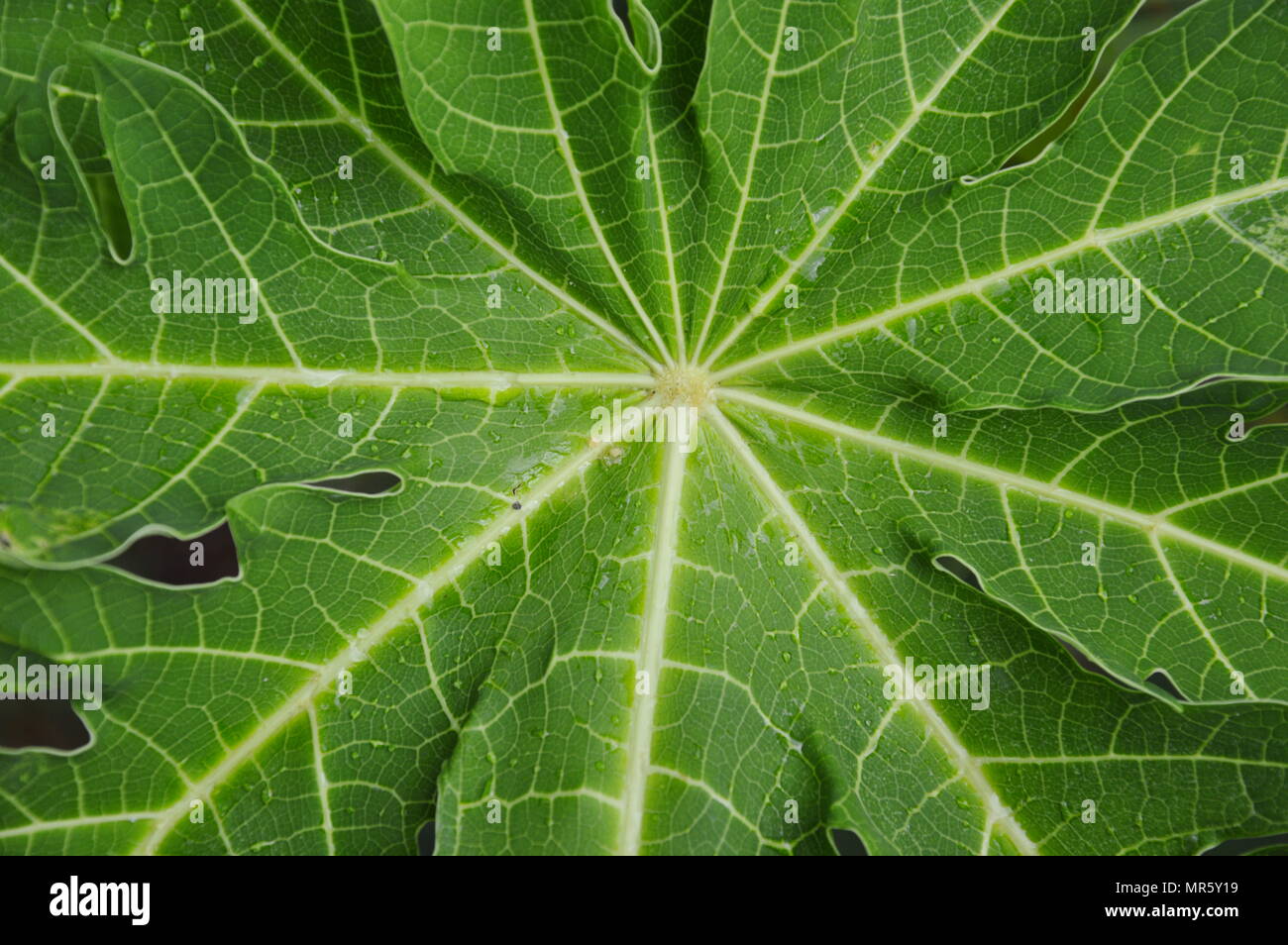 papaya leaf texture in the backyard garden Stock Photo - Alamy