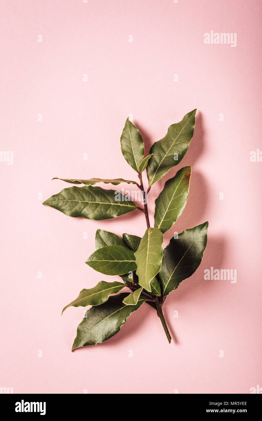 laurel branch on pink background Stock Photo - Alamy