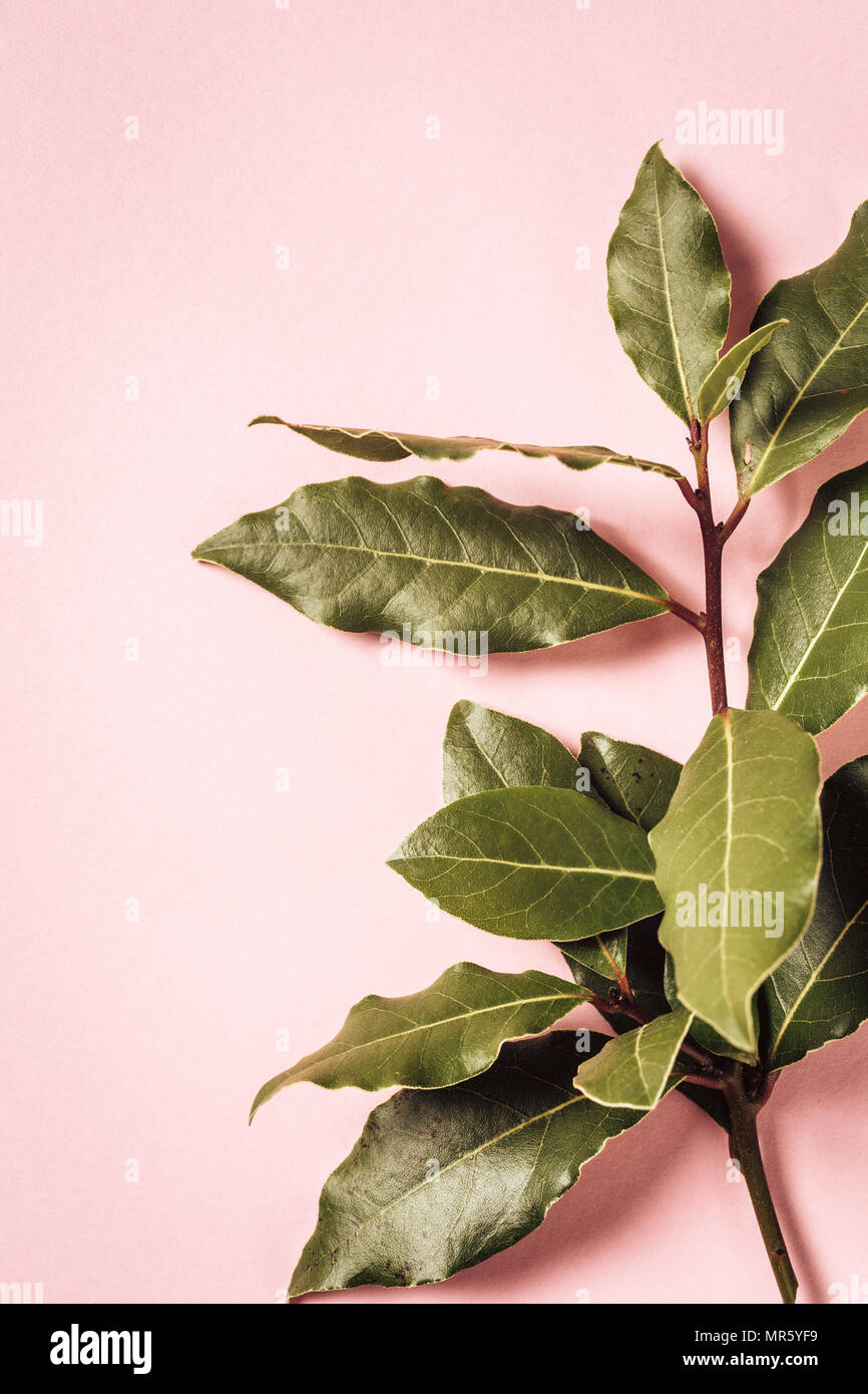 Laurel branch on hi-res stock photography and images - Alamy