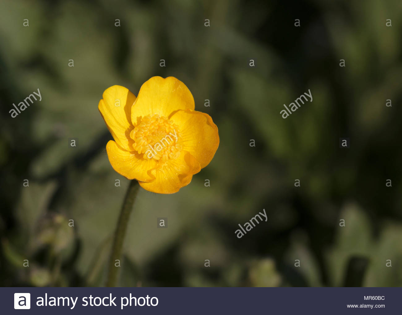 Buttercup Flower Stock Photos & Buttercup Flower Stock Images - Alamy