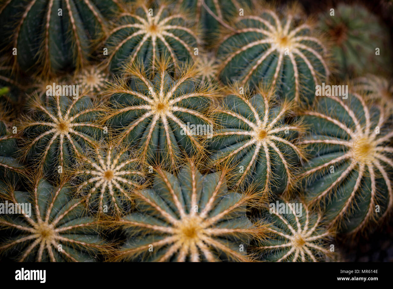Detail of Balloon cactus (Parodia magnifica Stock Photo - Alamy