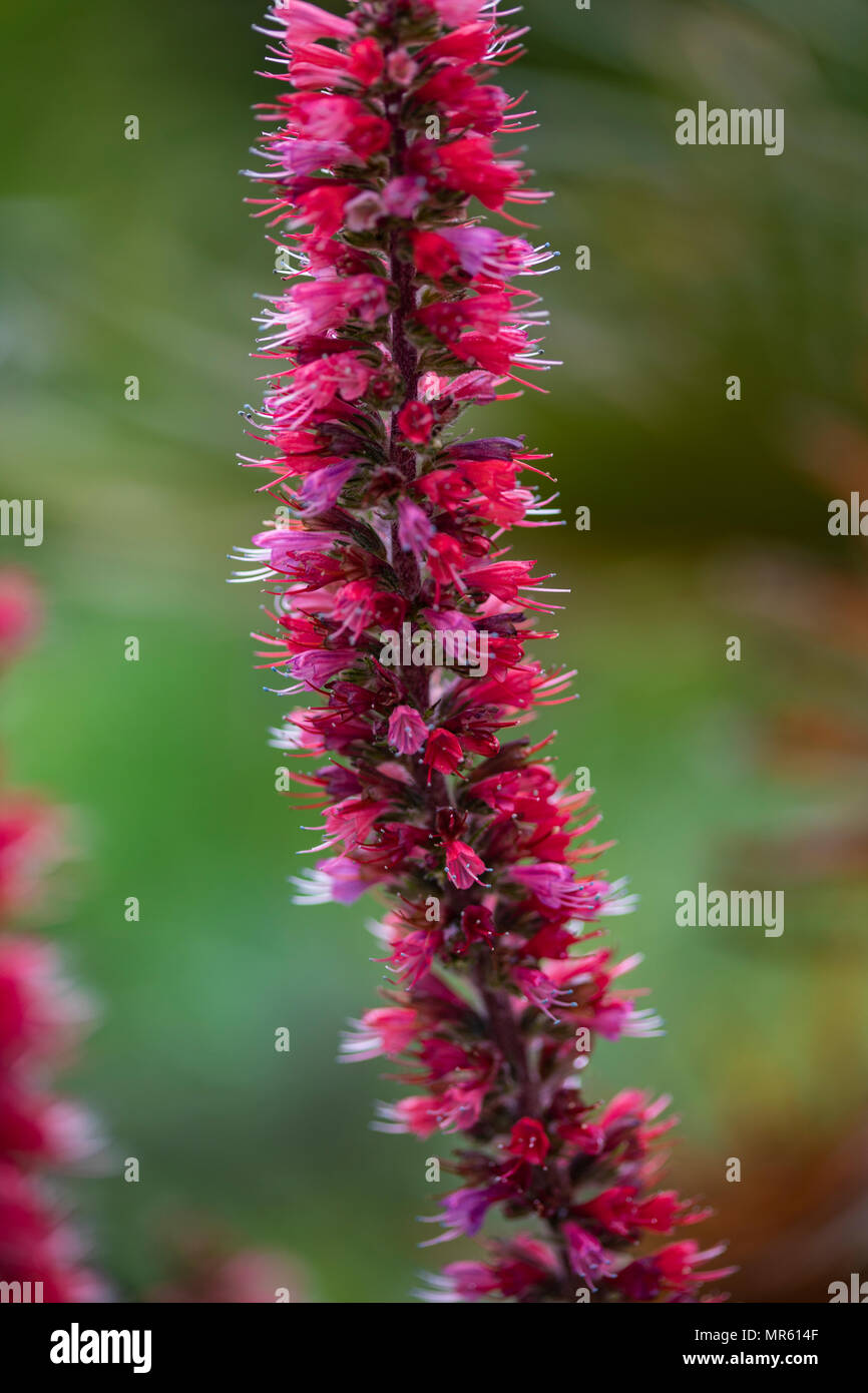 Russian bugloss hi-res stock photography and images - Alamy