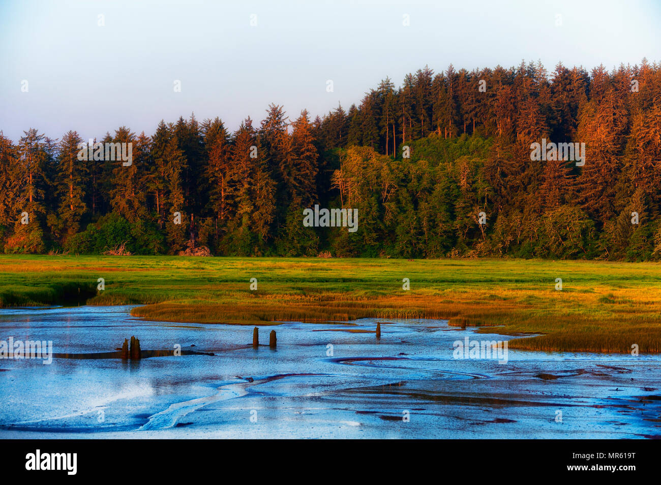 Coastal marsh forest hi-res stock photography and images - Alamy