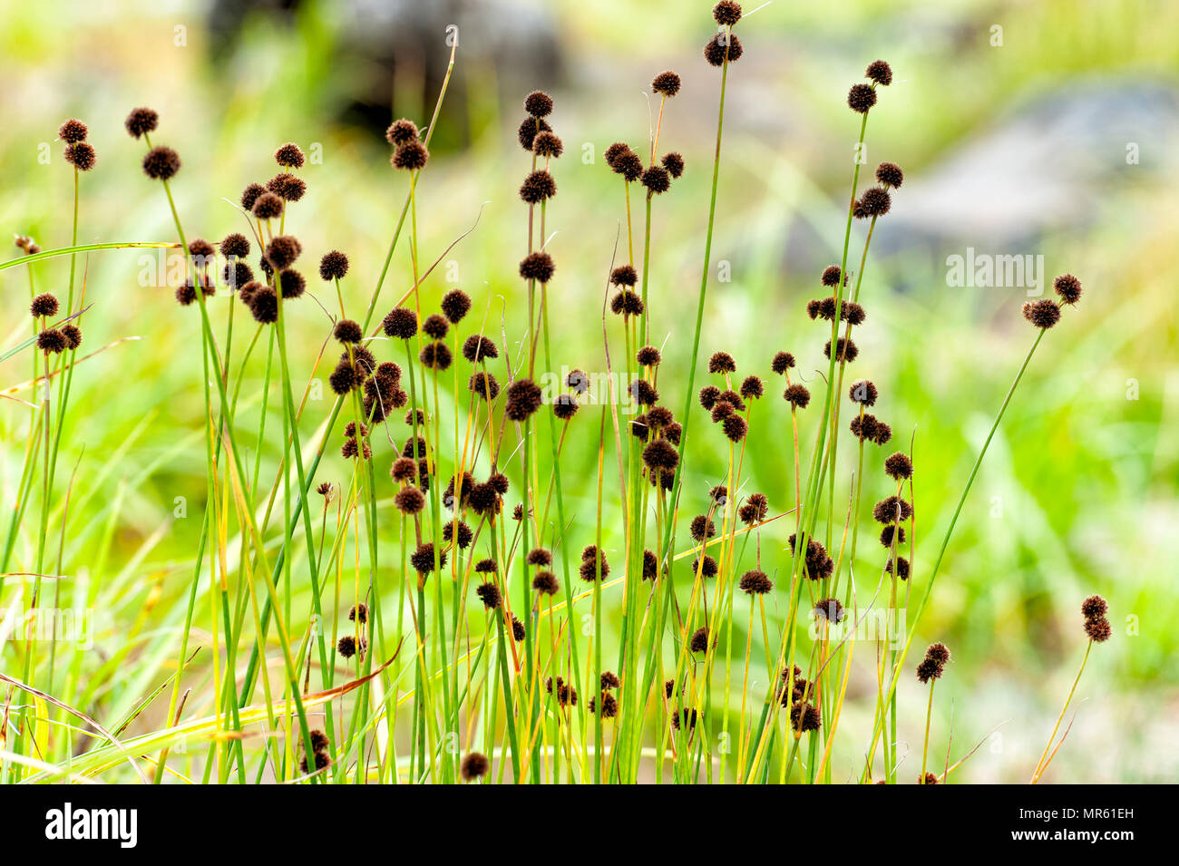 Sedge grow seemly out of the sand along Oregon Coast Stock Photo - Alamy