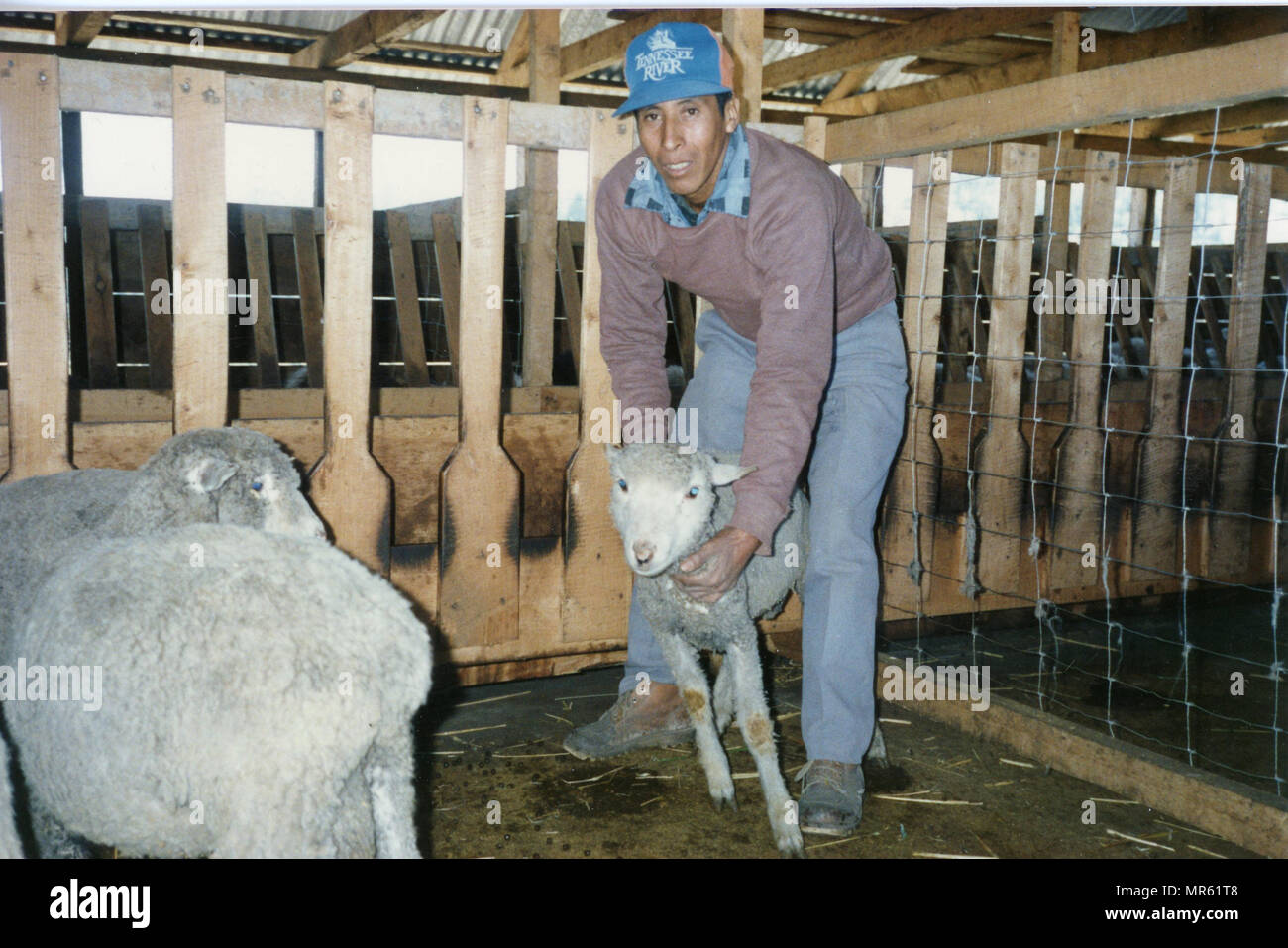 Miscellaneous - Photos & Negatives - Man taking care of sheep Stock ...