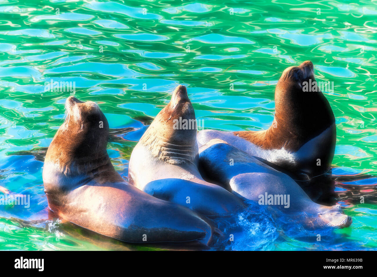 Four seals bask in the sun in Newport Oregon Stock Photo - Alamy