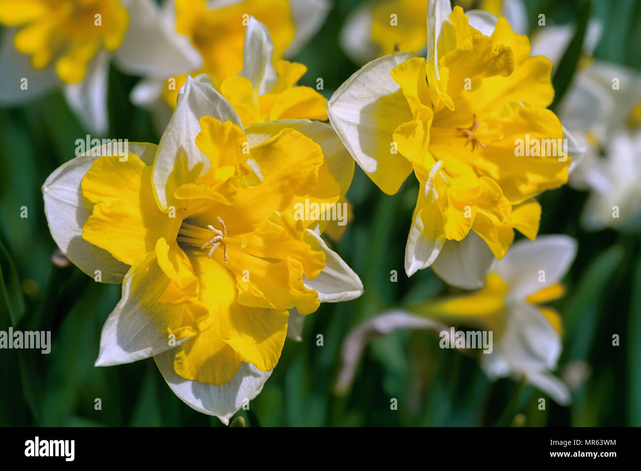 Double daffodil hi-res stock photography and images - Alamy