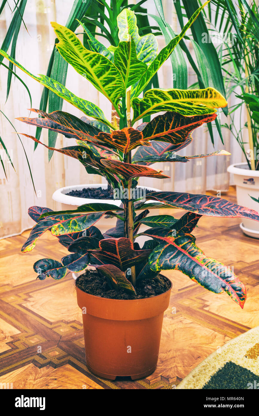 Home plant Croton in a pot. Codiaeum variegatum. Plant with striped ...