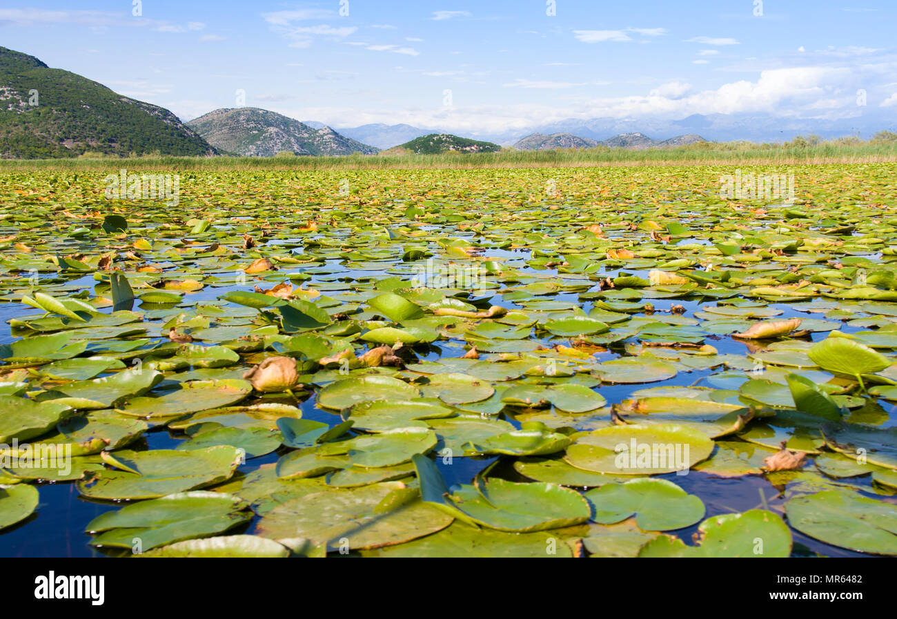 Skadar Lake National Park, Montenegro Stock Photo - Alamy