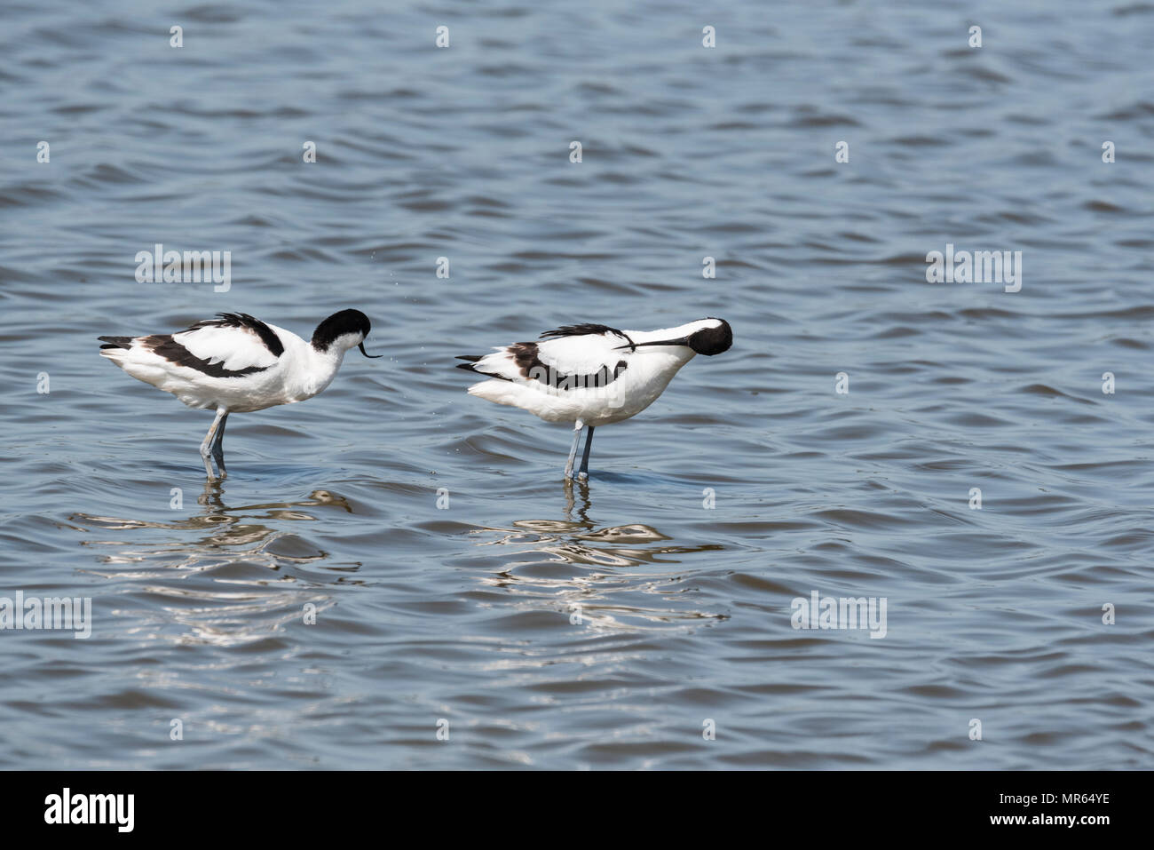A pair of preening Avocets (Recurvirostra avosetta Stock Photo - Alamy