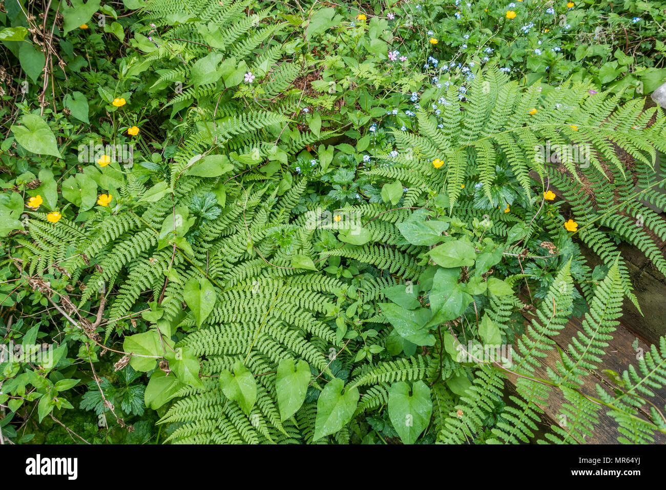 Background shot of ferns, plants and flowers Stock Photo - Alamy