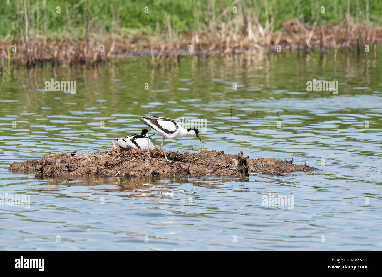 Nesting Avocets (Recurvirostra avosetta) with chicks Stock Photo - Alamy