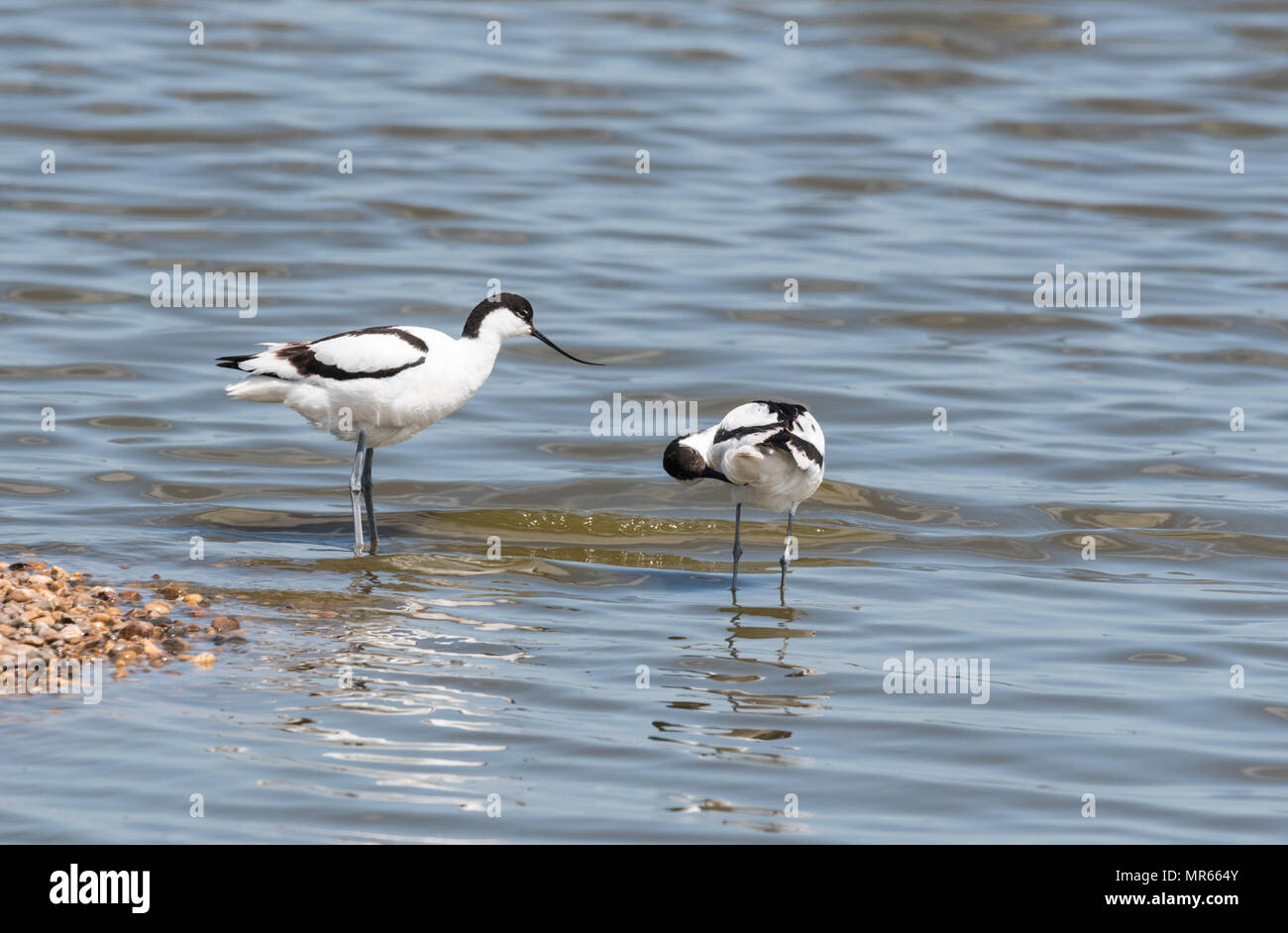 Avocets (Recurvirostra avosetta Stock Photo - Alamy