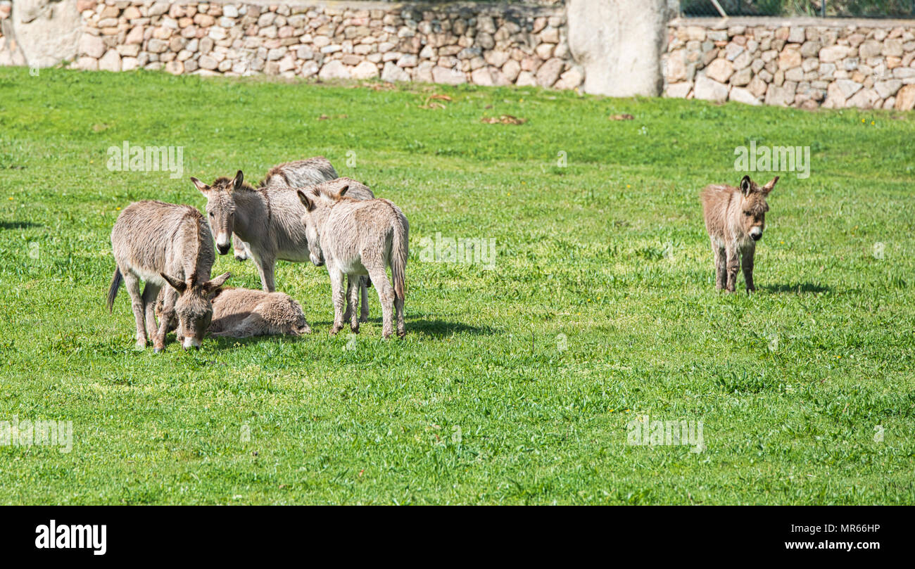 donkey on the italian island of sardinia Stock Photo - Alamy