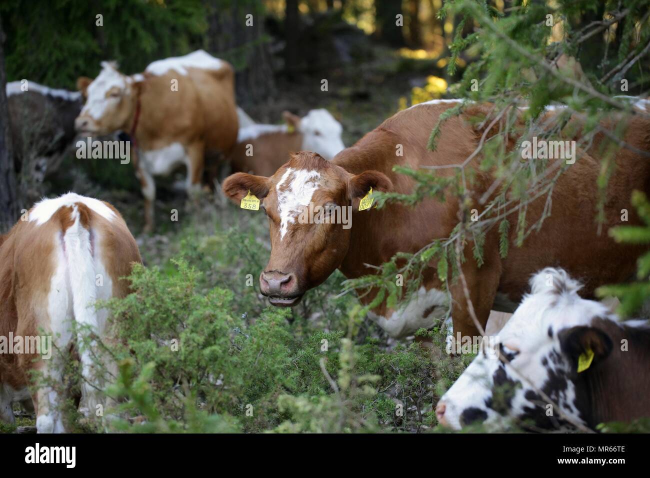 Free ranging cattle grazing on a forest pasture in Finland Stock Photo ...