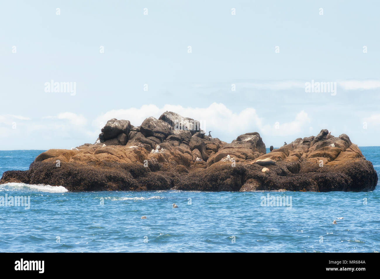 Intertidal rock a landing place for seals, and birds on Cobble Beach at ...