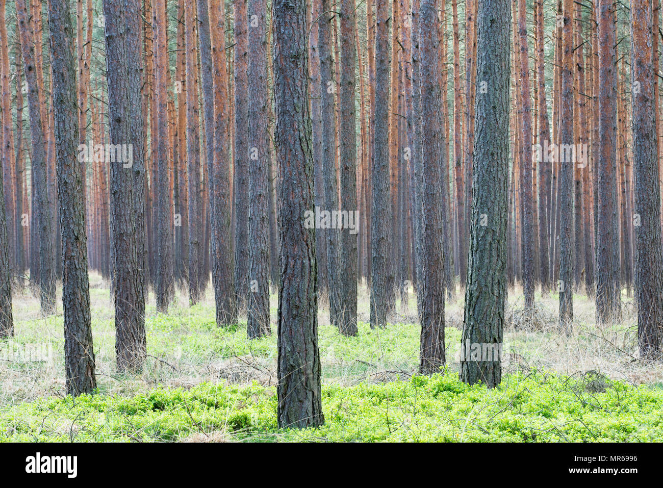 Pinus sylvestris brandenburg hi-res stock photography and images - Alamy