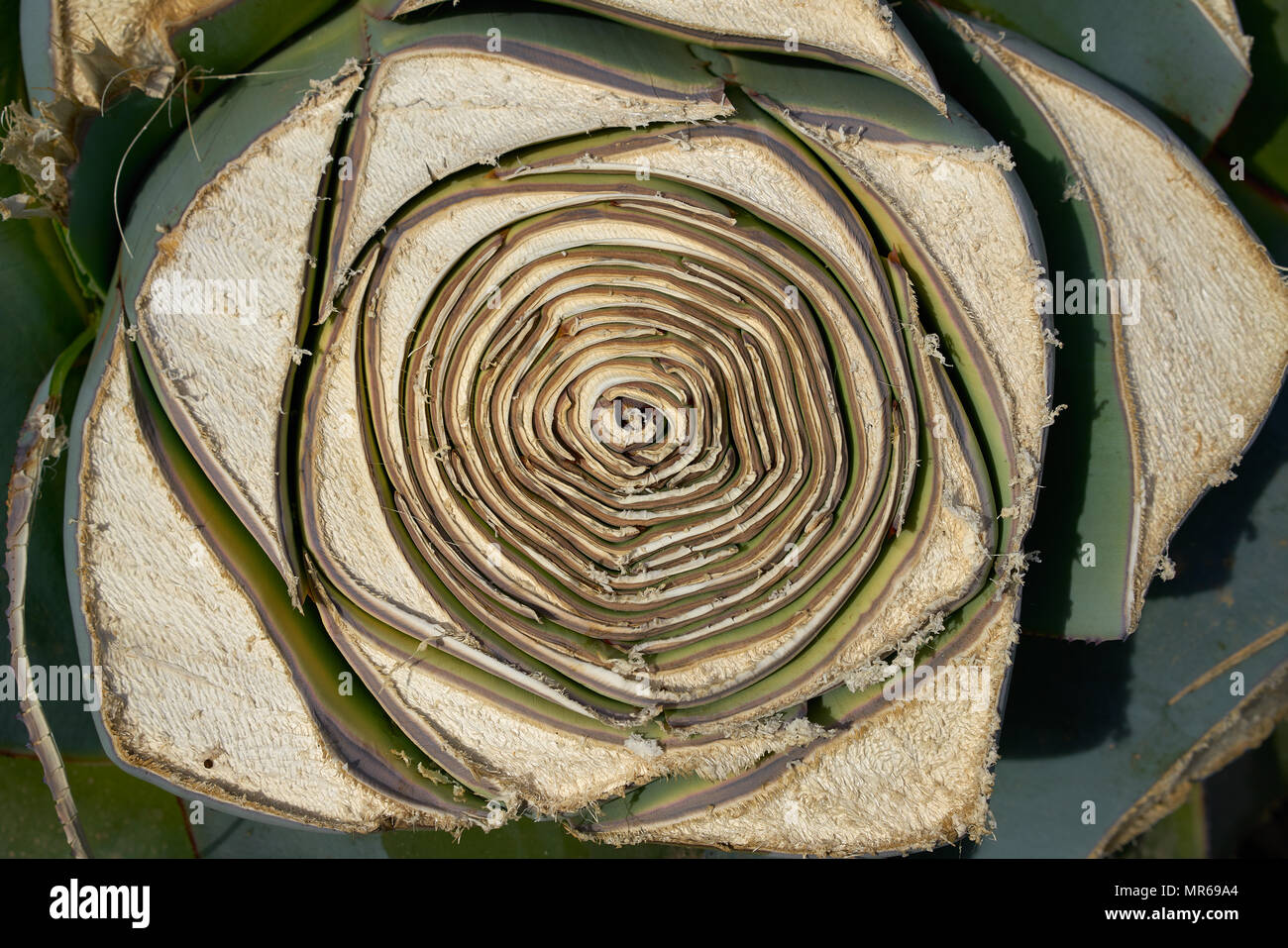agave from mediterranean cut leaves texture pattern Stock Photo - Alamy