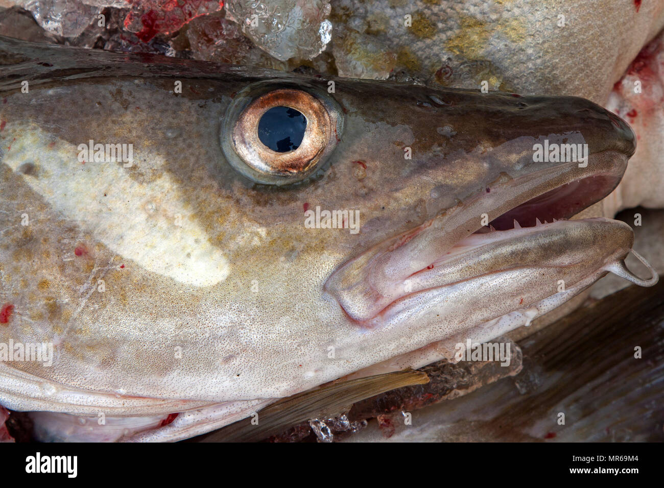 Freshly caught fish, head, atlantic cod (Gadus morhua), fishing port of ...