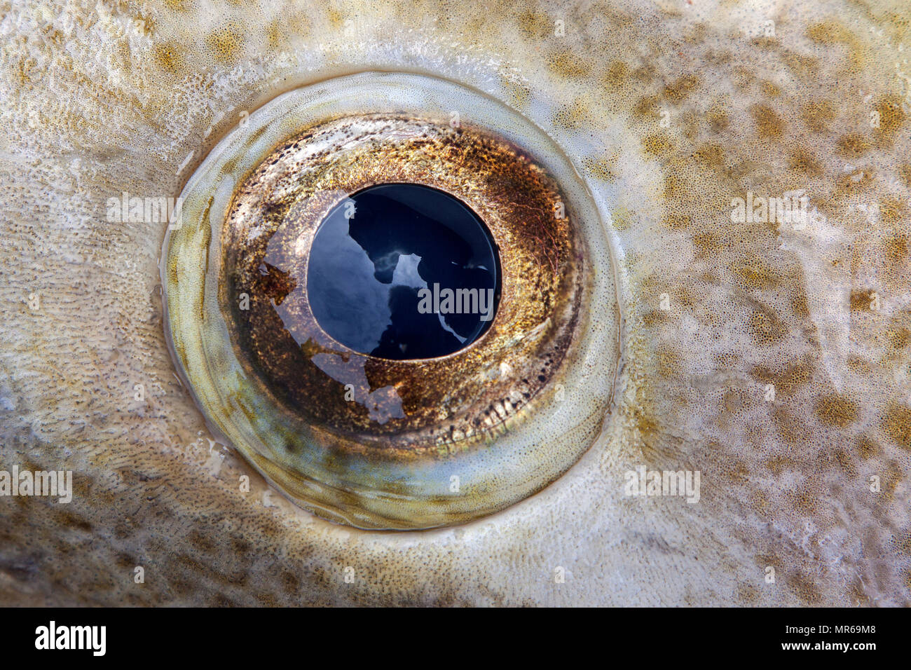 Eye of a freshly caught Atlantic cod (Gadus morhua), close-up, fishing ...